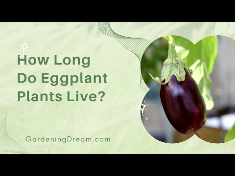 How Long Do Eggplant Plants Live?