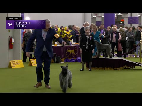 Kerry Blue Terriers | Breed Judging 2025