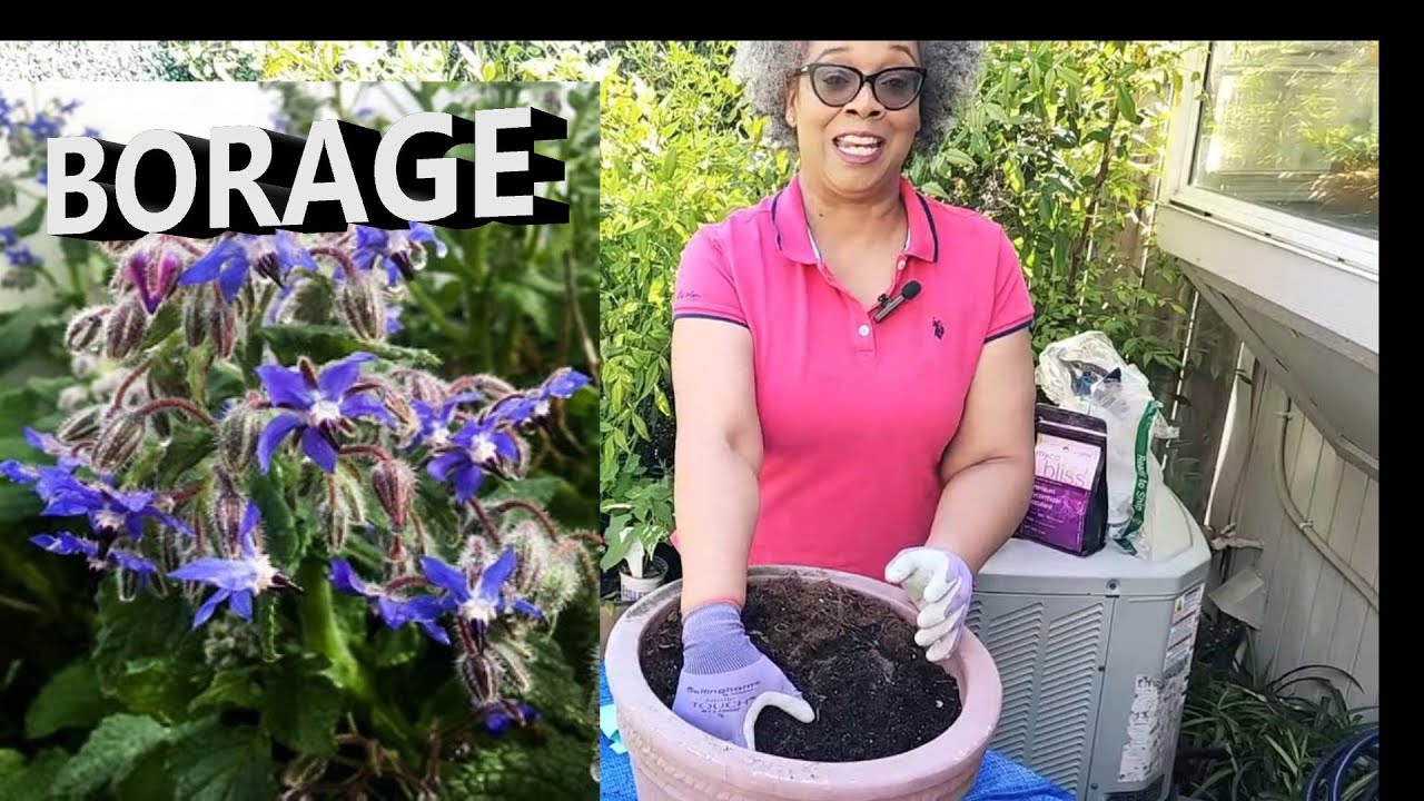 2023 Spring Garden Planting | Episode 2 - Borage