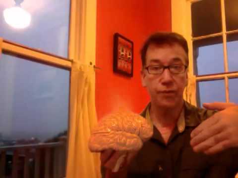 Temporal lobes