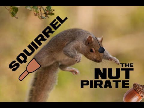 Squirrel Facts - The Nut Pirate - Animal a Day S Week