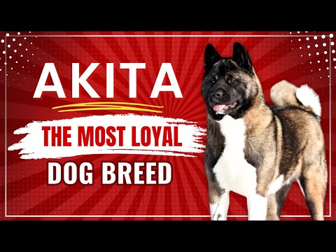 Akita Inu - The Most Loyal Dog Breed | Full Explanation By Baadal Bhandaari