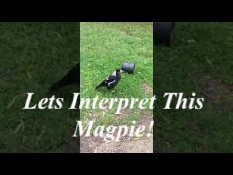 What Do You Think This Magpie is Saying Telepathically?
