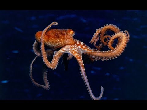 Secret Life of Octopuses - Intelligent Ocean Animals (Octopus Documentary 2018)