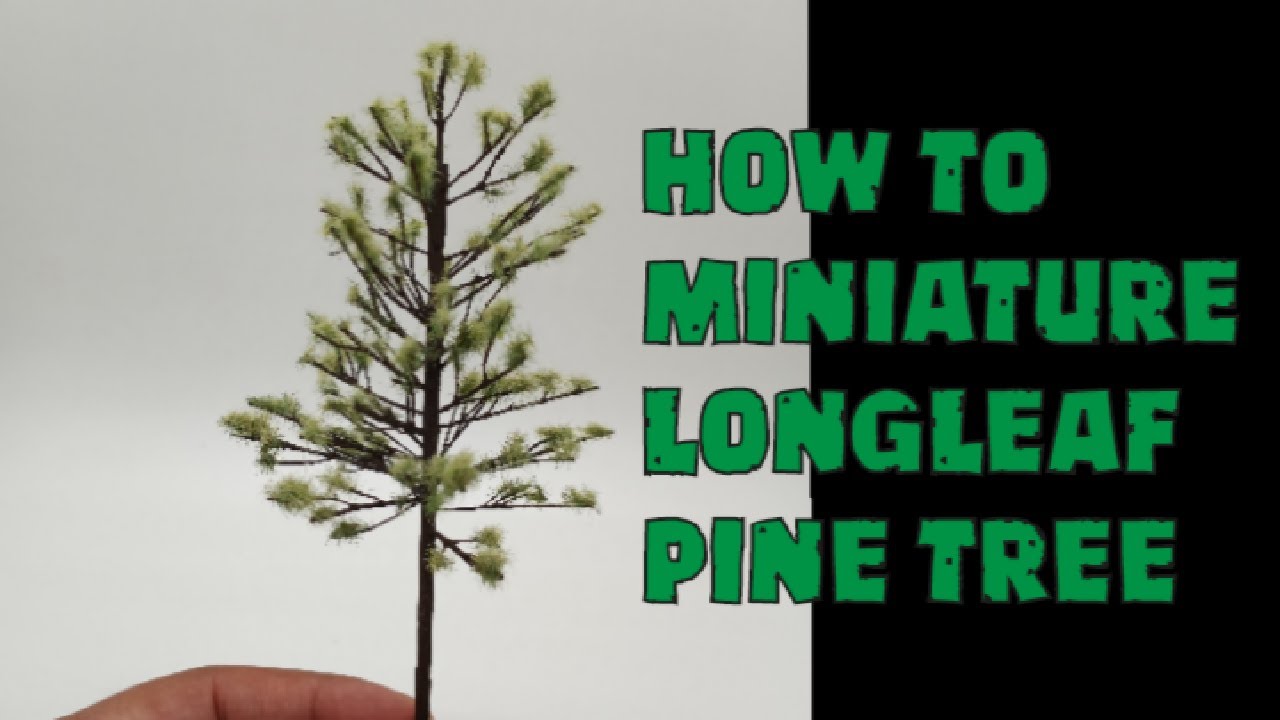 How To Take Miniature Longleaf Pine Trees Easy!!!