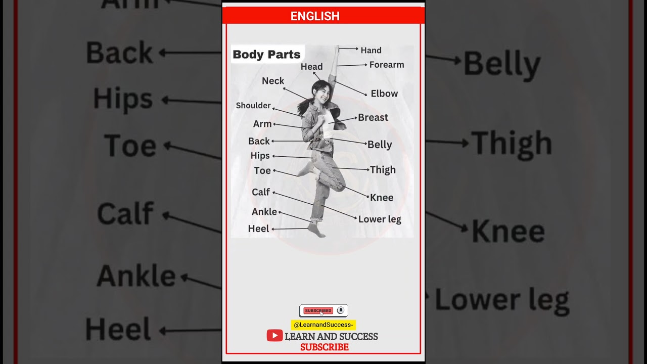 Learn Body Parts in English | Easy Vocabulary for Beginners | Learn and Success