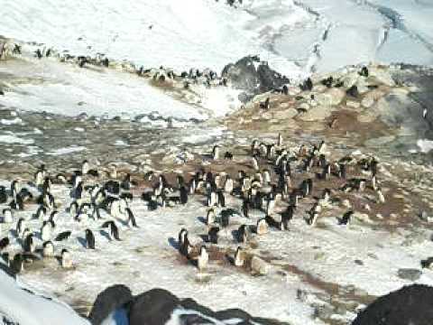 adelie penguin noises at the southernmost penguin rookery in the world
