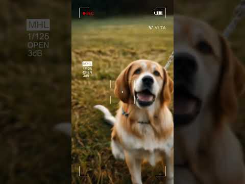 Hybrid dog fusion #trendingshorts #fusion #doglover # golden retriever #beagle