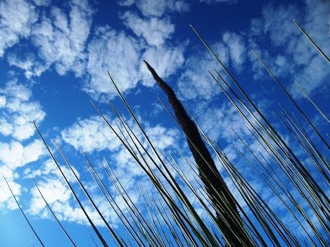 The Sexiest Tree in the World – in the raw! – Demelza Carlton's Place