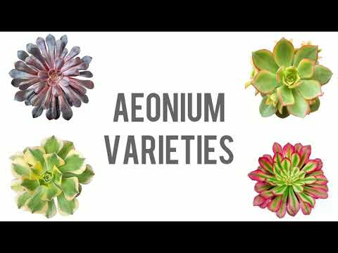 Aeonium Varieties