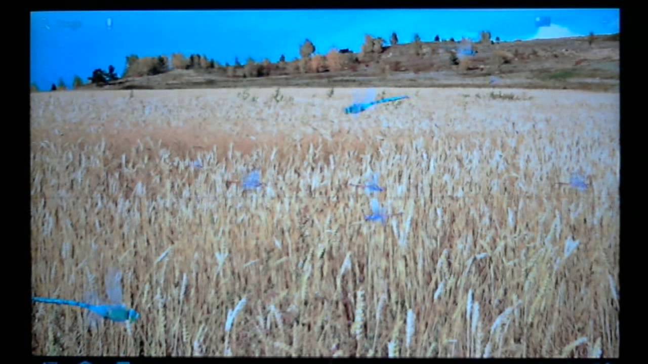 Alphaism Dragonfly Live Wallpaper