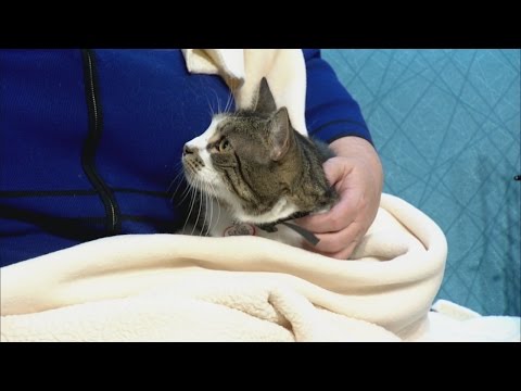 Pet Corner: Roh