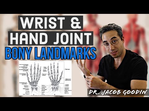 Wrist & Hand Anatomy: Bony Landmarks