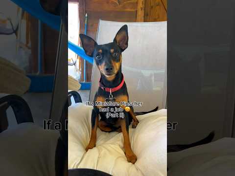 Would you hire me?Cute Miniature Pinscher dog is very talent 🤩#dogshorts #miniaturepinscher #minpin
