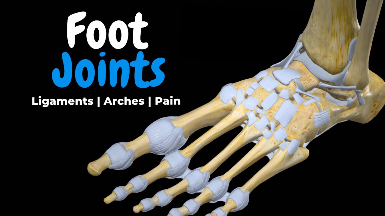 Ankle & Foot Joints (Talocrural, Subtalar, Tarsal & Toe) | Ligaments & Injuries