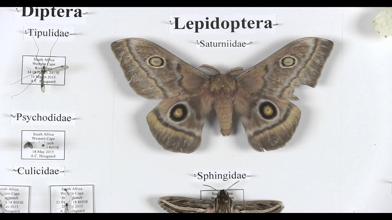 Compiling an Insect Collection