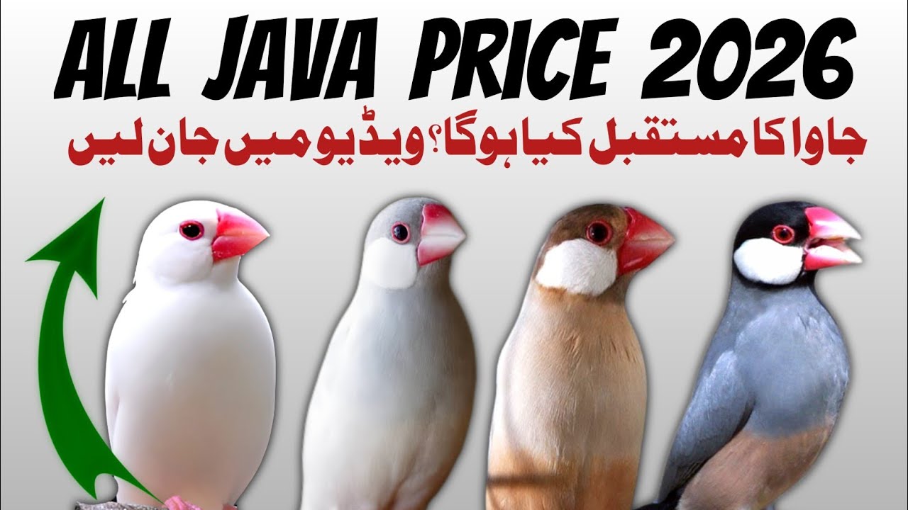 All java Price 2026  | java sparrow price update | java finch market price