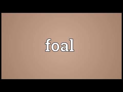 foal meaning in English