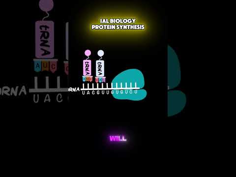 Protein Synthesis in one minute for your IAL Biology Exam