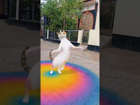 CAT funny dance video ππΎπ± #funny #catlover #catsong #catvideos #shorts #trending #youtubeshorts
