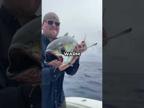Would you chase down a Skipjack Tuna?