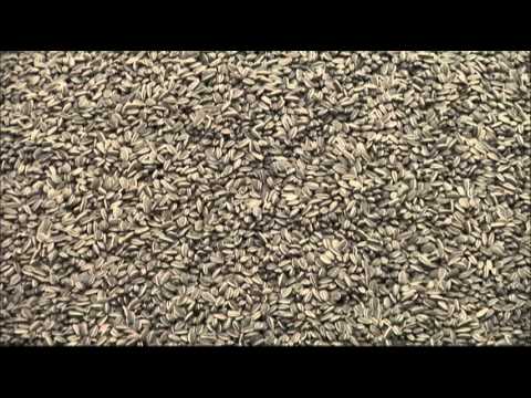 Weiwei's Sunflower Seeds Highlight Art Sale