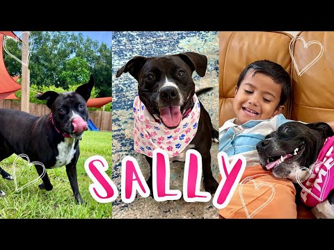 Dog for adoption - Sally Sweetheart the Perfect Family Pup, a Pit Bull ...