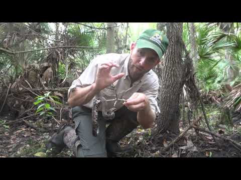 How DANGEROUS is a WATER MOCASSIN / COTTONMOUTH
