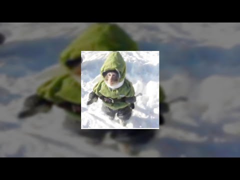 i9bonsai - funee monkee gif (Slowed + Reverb)