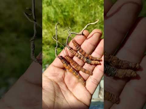 This is Keeda Jadi ( Himalayan Viagra ) If anyone wants to buy it or knows a seller, please contact