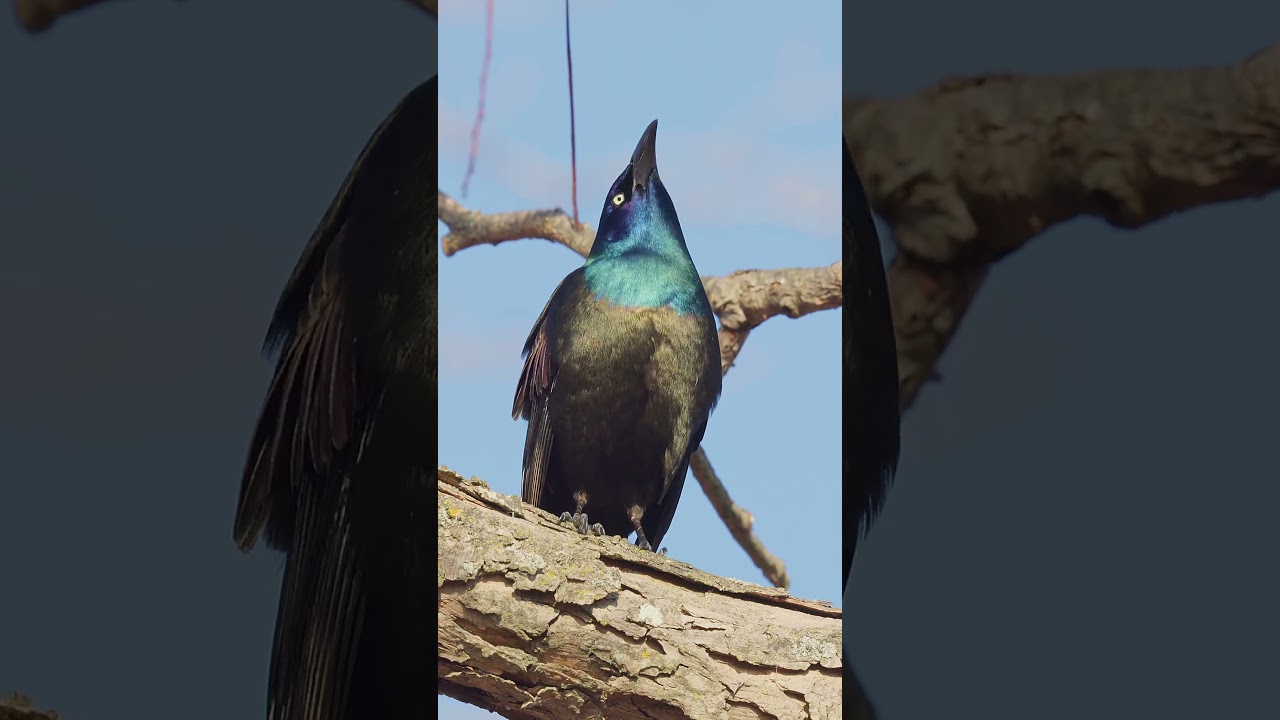 Common grackle