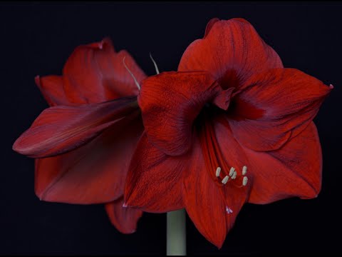 Growing Amaryllis Flowers (Must To Know Tip)