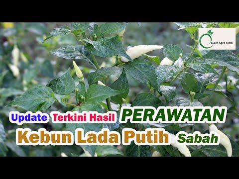 UPDATE TERKINI HASIL PERAWATAN KEBUN LADA PUTIH SABAH | elemagrofarm