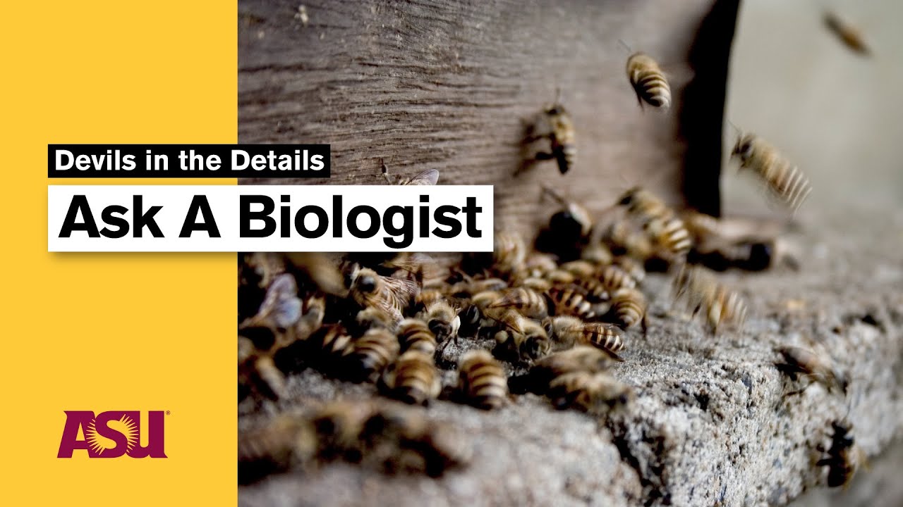 Ask A Biologist: Devils in the Details: Arizona State University (ASU)