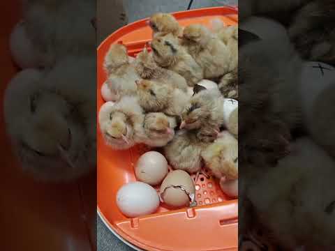 The best incubator you dont wanna miss! With the super high hatch rate and easy operation #chicken