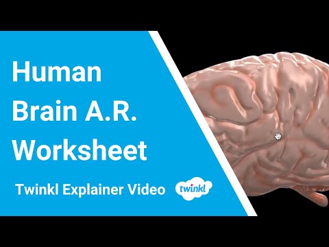 How To Use Our Human Brain AR Worksheet
