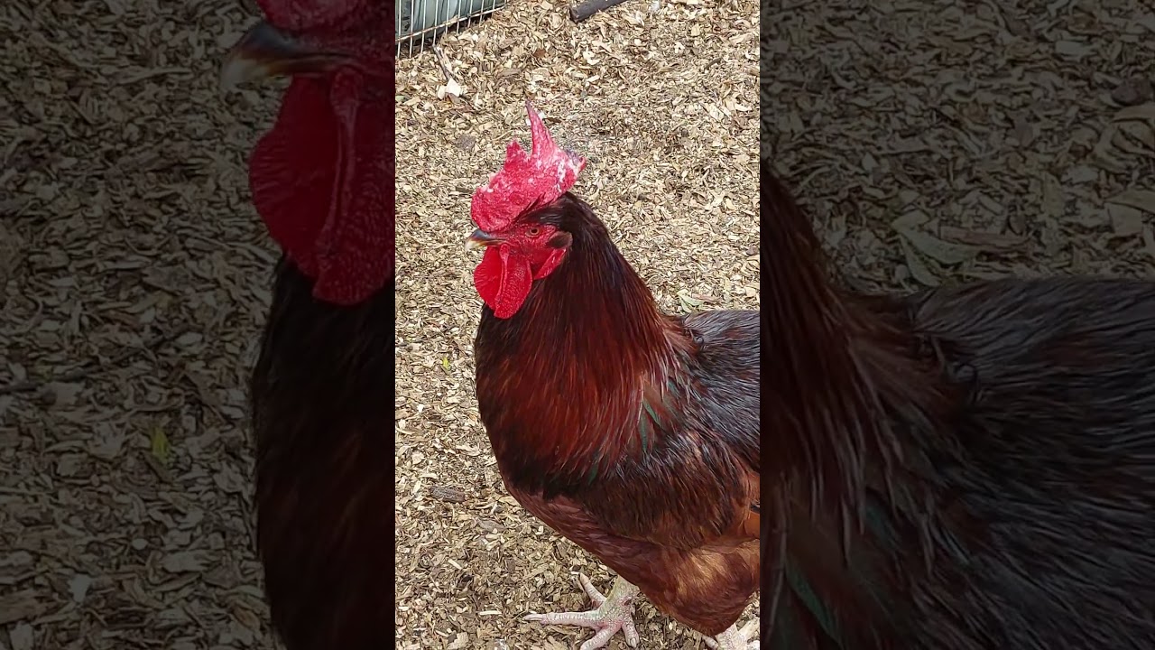 Why Separate A Rooster?