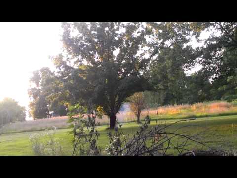 Sparkler bomb vs. Tree