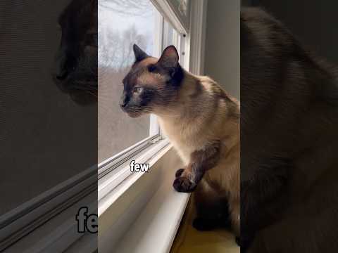 How to make your cat happy :)