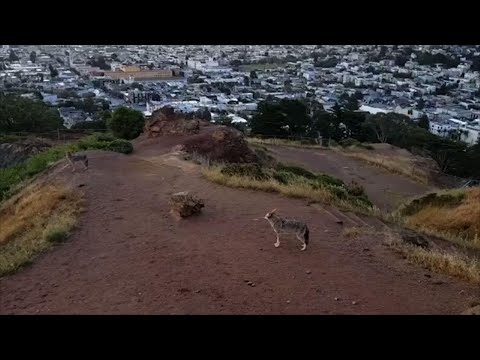 Coyotes serenade San Francisco with their howls