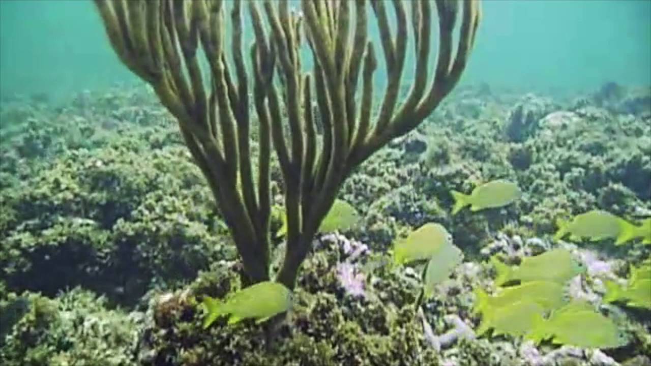 Free Diving Bahamas: Andros
