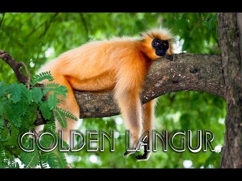 Animals of the world | 05 | Golden Langur | Cuteness Overloaded 5