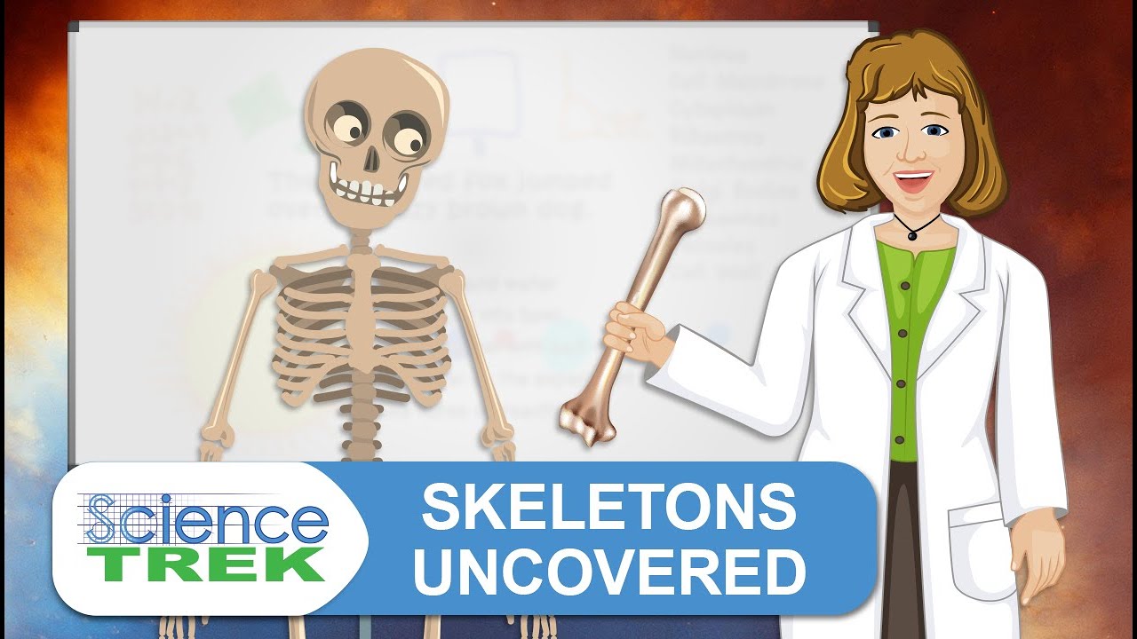 Skeletons: Skeletons Uncovered | Science Trek