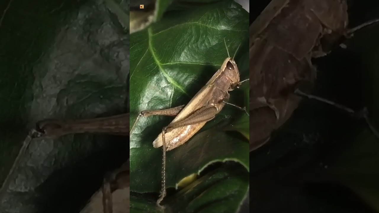 Grasshopper sounds | Grasshopper 🦗