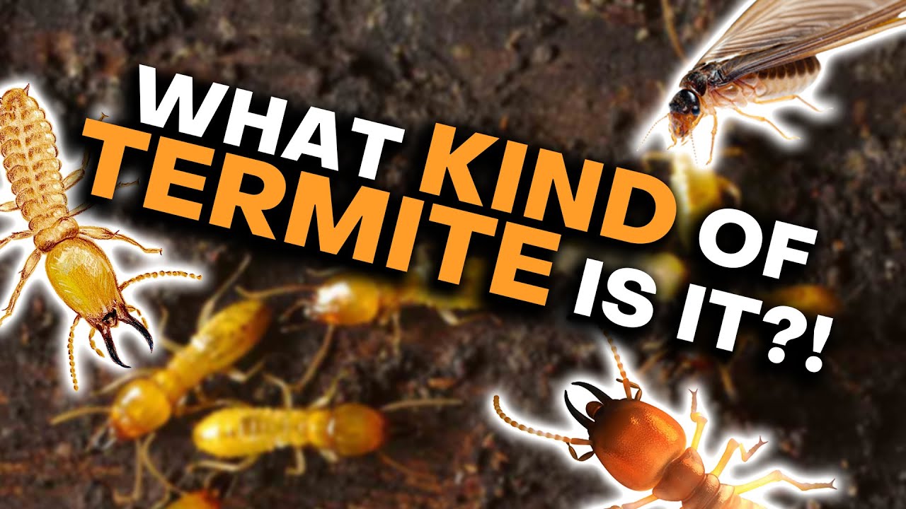 How To Tell Termites Apart!