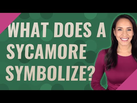 What does a sycamore symbolize?
