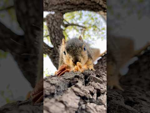Tough decision time for Little Chubby the Squirrel #animals #animals #friends #reaction #reels #fast
