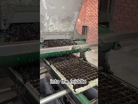 How This Seedling Nursery Grows Perfect Plants 🌱 #farming #africa #nursery