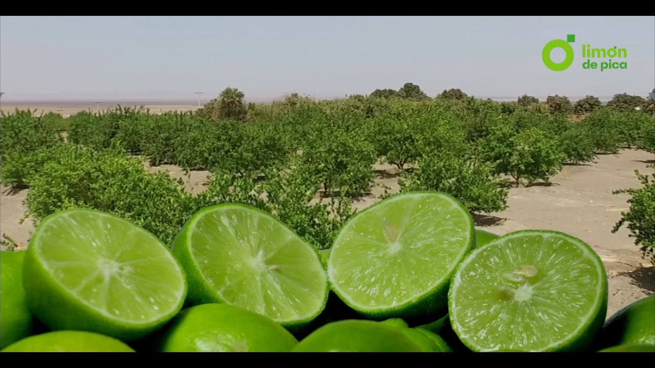 9 Atributos Limòn de Pica