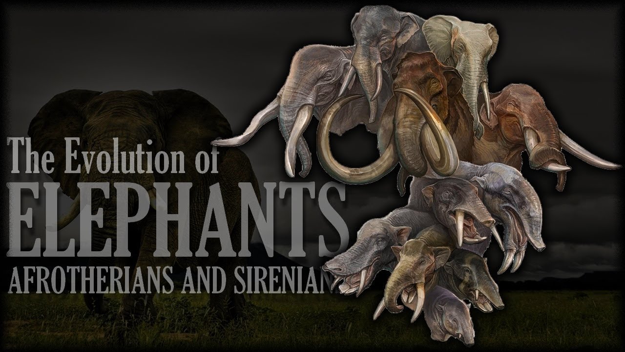 The Evolution of Elephants 🐘